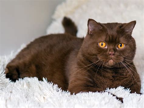 Brown Cat Breeds And Adoption Information