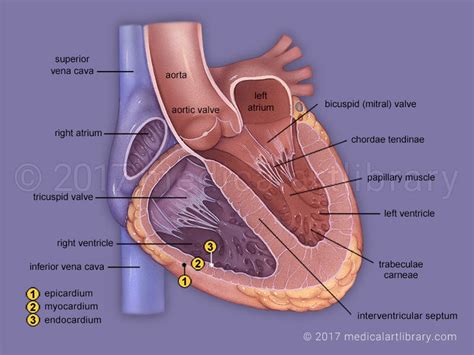 Heart Anatomy Internal Medical Art Library