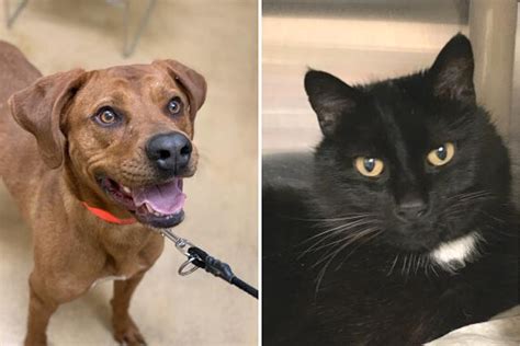 Tri County Humane Society Pet Patrol Toby And Benedict