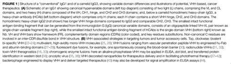 Structure Of A Conventional Igg1 And Of A Camelid Igg3 Showing