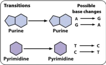 Chapter Gene Mutation And DNA Repair Flashcards Quizlet
