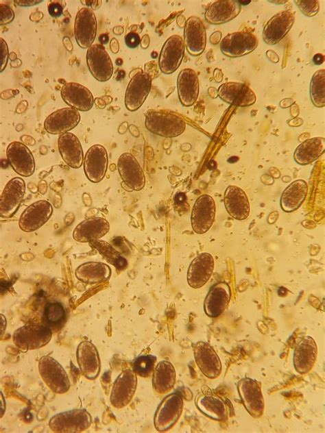 Mestonderzoek Schaap Dierenarts Dalfsen