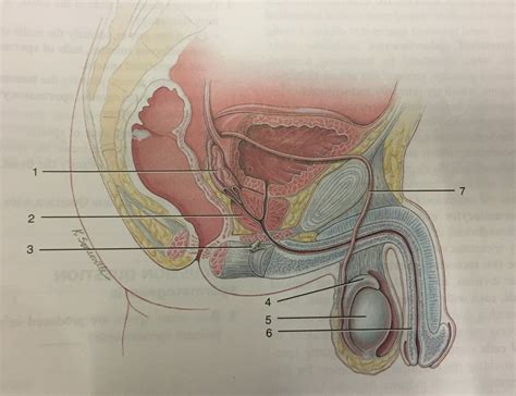 38 8 Functions Of The Male Reproductive Organ Diagram Quizlet