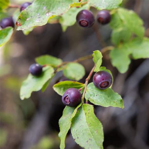 Black Huckleberry Gaylussacia Baccata Mygardenlife