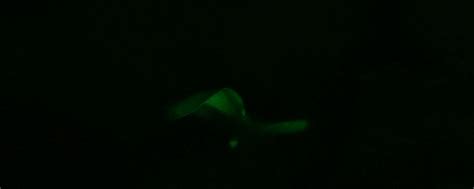 Plants Instance Segmentation Model By Lab Stuff