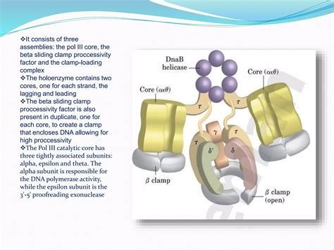 Prokaryotic Dna Replication Pptx
