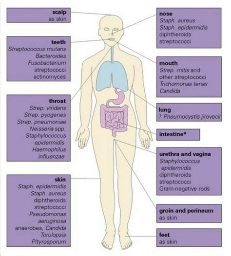 Normal Flora The Gut Airway Microbiome Axis In Health And