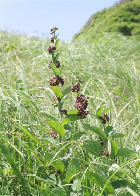 Funabara