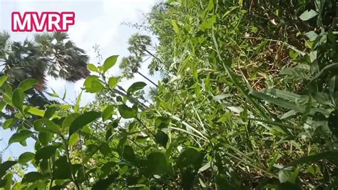 မြိုင်အတွင်းစခန်းချနေသည့် စစ်ကောင်စီစစ်ကြောင်းအား ပူးပေါင်း ကာကွယ်ရေးတပ