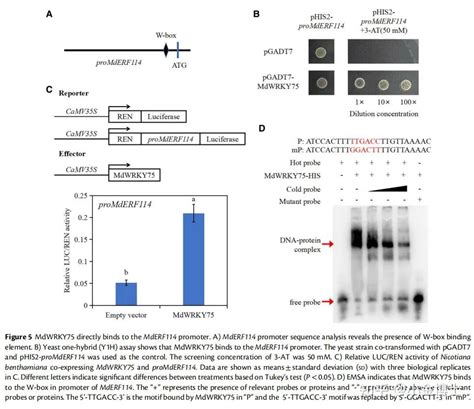 干货长图文 一文读懂并区分双荧光素酶实验（dlr）、双分子荧光互补bifc、荧火素酶互补实验（ Lca） 知乎