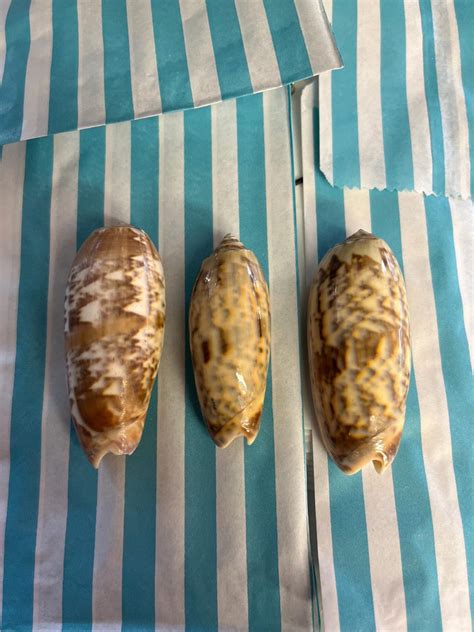 Lettered Olive Shell Oliva Sayana Natural Polished Sea Shell From