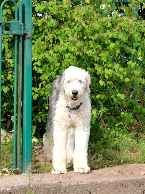 Pied Tail Wagger Free Photos On