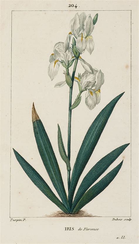 Iris De Florence Antique Print Map Room Botanical Illustration Antique Prints Engraving