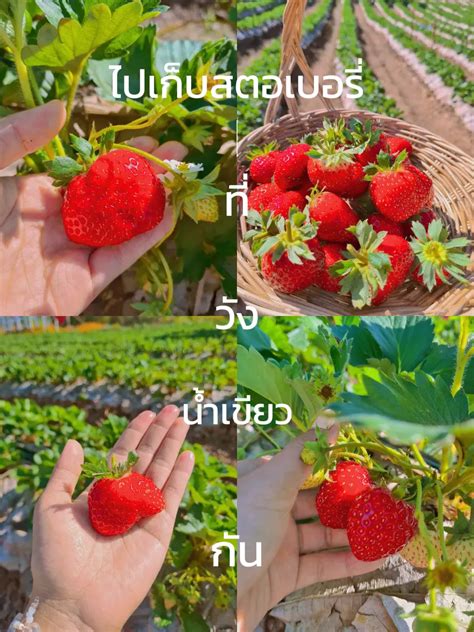 สตอเบอรี่วังน้ำเขียว🍓 แกลเลอรีที่โพสต์โดย Biwty Lemon8