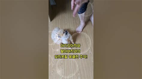 뭉클 첫 주인 할아버지를 못 잊는 이유 서러움 폭발한 강아지 Youtube