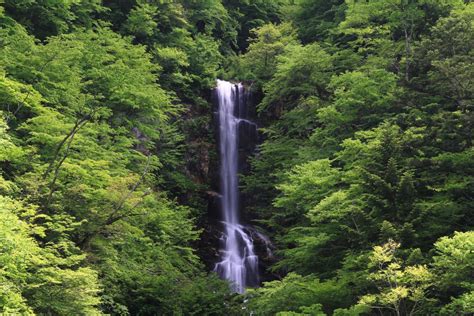 新緑に包まれて GANREF