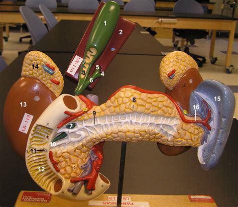 Pancreas Model Diagram Quizlet