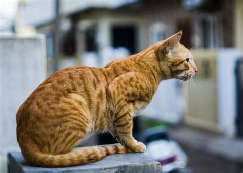 Top 20 Popular Cat Breeds In India From Bengal To Bombay Cat