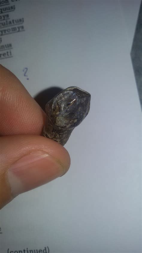 Can Anyone Help Me With The Identification Of An Unknown Fossil Tooth From Miocene Site In