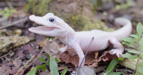 Extremely Rare Solid White Alligator Born In Orlando Florida