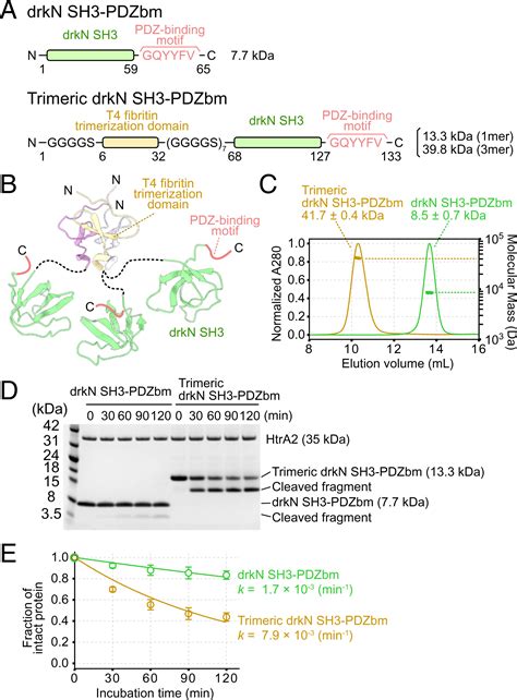 Structural Basis Of Protein Substrate Processing By Human 40 Off