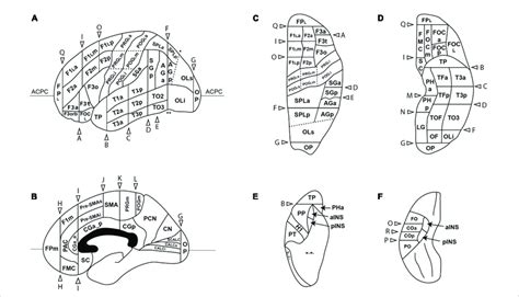 Schematic Diagram Of The Revised Harvard Oxford Atlas Parcellation Of