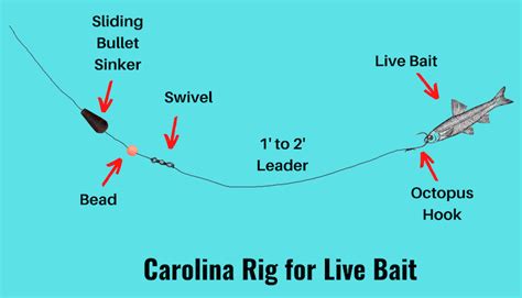 Carolina Rig 101 Setup And How To Guide With Pictures