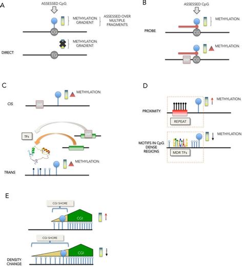 Sequence Factors Influencing Dna Methylation Array Analysis A Direct