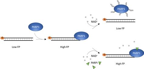 Parptrap™ Assay Kit For Parp1