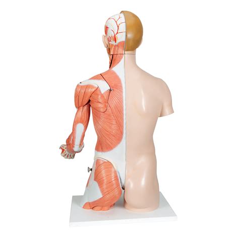 Human Torso Model Life Size Torso Model Anatomical Teaching Torso
