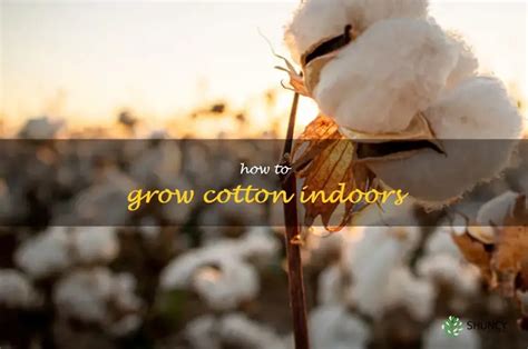 How To Grow Cotton Indoors A Practical Guide Shuncy