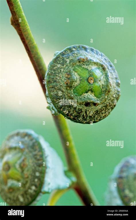 Common Fever Tree Fruit Capsules Eucalyptus Tree Blue Eucalyptus