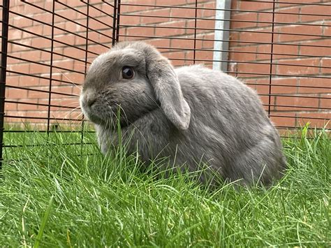 Lady Poochie In All Her Majesty 😂 Rrabbits