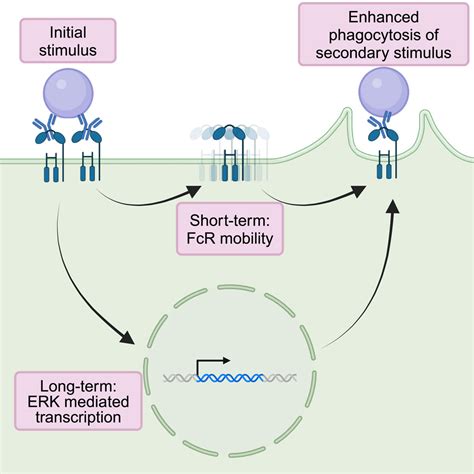 Prior Fc Receptor Activation Primes Macrophages For Increased
