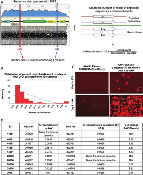 Analysis Of Promiscuous Recombination At Lox Sites In Cre Dependent