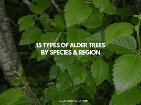 15 Types Of Alder Trees By Species Region With Pictures