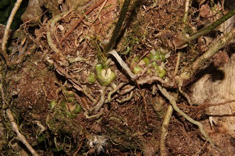 Polygonatum Punctatum