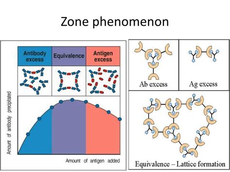 Antibody Antigen Agglutination At Evan Olsen Blog