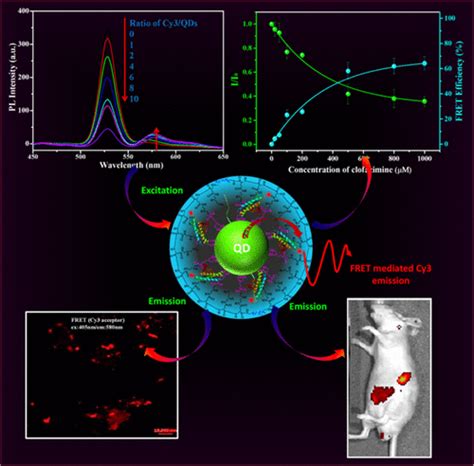 Multifunctional Polymer Ligand Interface Cdznseszns Quantum Dotcy3