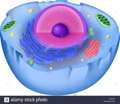 Cytoplasm Drawing At Getdrawings Free Download