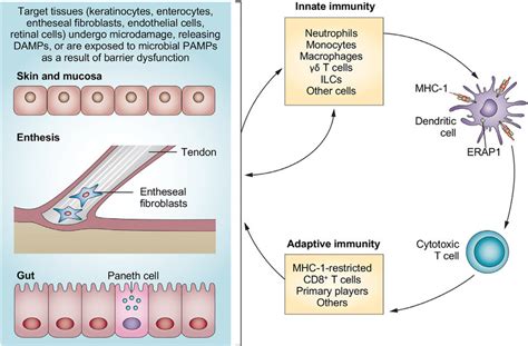 Enthesopathy In Psoriasis Adaptive Immune Priming 45 Damp