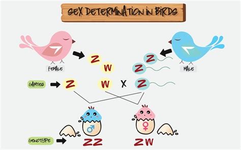 Check Chromosomes Over 271 Royalty Free Licensable Stock Vectors Vector Art Shutterstock