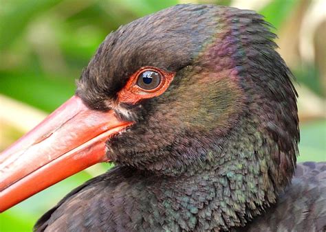 Black Stork Ciconia Nigra Bird Free Photo On Pixabay