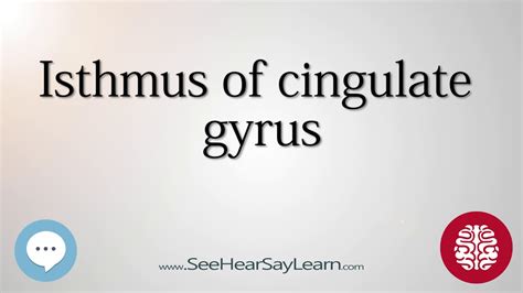 Isthmus Of Cingulate Gyrus Anatomy Of The Brain Seehearsaylearn 🔊 Youtube