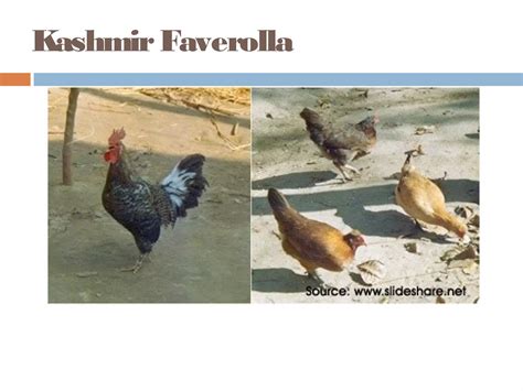 Indigenous Breeds And Their Utility Ppt