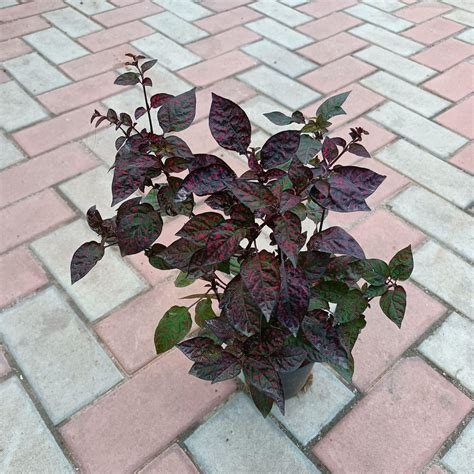 Free Next Day Delivery Hypoestes Red In 5 Inch Nursery Pot