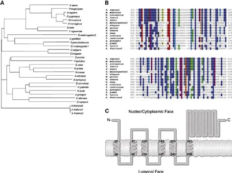 Ndc1 Is A Conserved Transmembrane Protein A Phylogenetic Tree Of Download Scientific Diagram