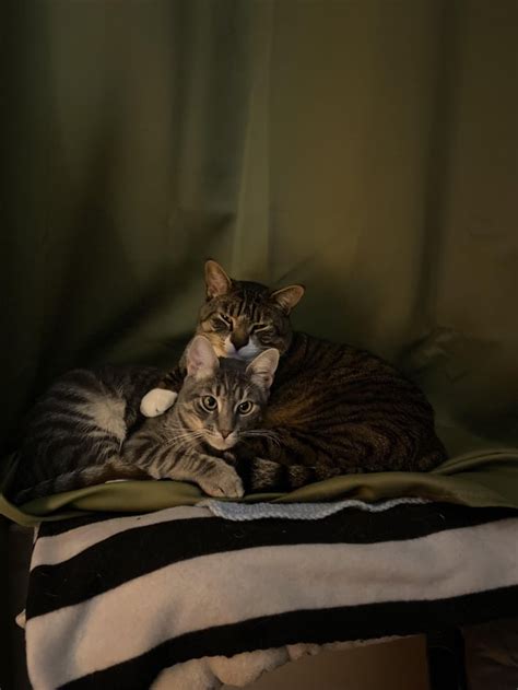 Never Seen Cats That Like To Cuddle As Much As These Two R