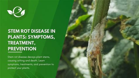 Stem Rot Disease In Plants Symptoms Treatment Prevention