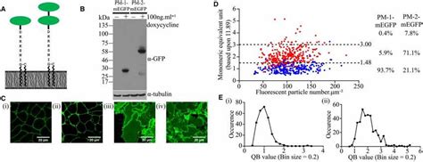 Calibration Of Spida Analysis Using Plasma Membrane Attached Forms Of